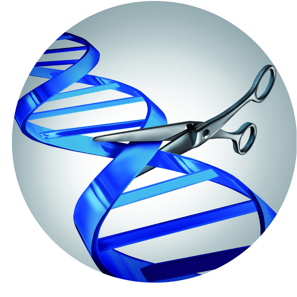 Crispr/Cas9 Genome Editing Transfection - ozbiosciences Crispr/Cas9 Genome Editing Transfection - ozbiosciences